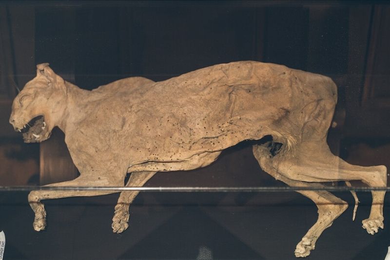 Mummified cat | Horsham Museum
